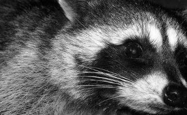 Rocking Raccoon - Ενόργανη και Μπελούγκες