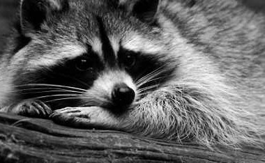 Rocking Raccoon - Red Hot Chili Bastards